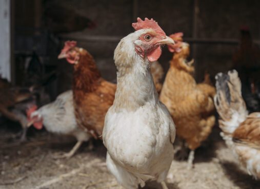 Aivlosin®/Valosin® Solutions – ECO Animal Health