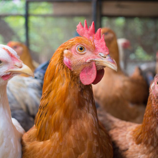 Home - ECO Animal Health